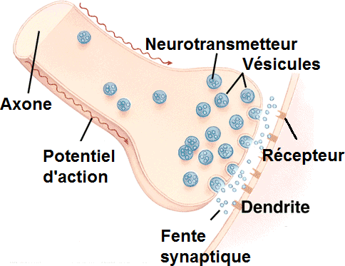 La transmission de l'information nerveuse et le fonctionnement synaptique